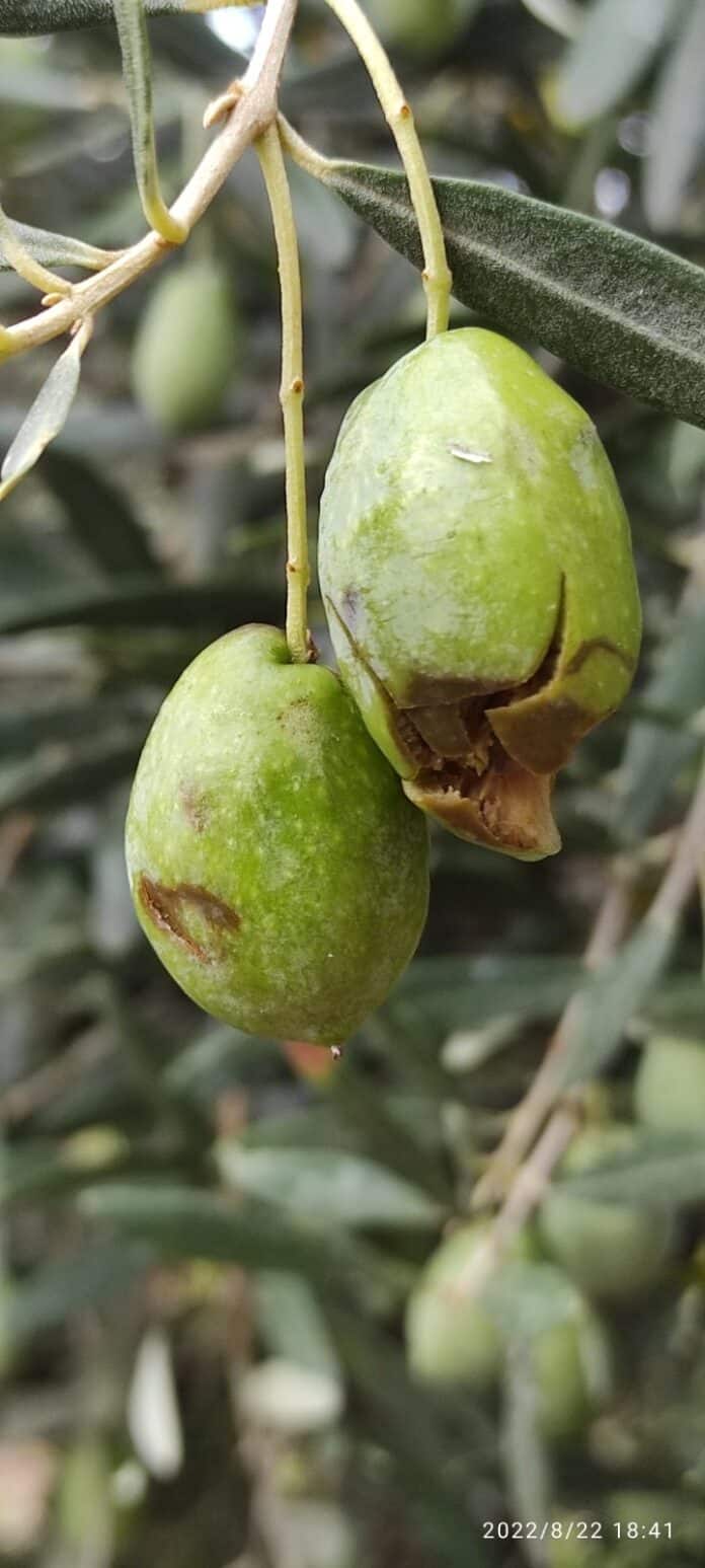 Ολική καταστροφή από τη χαλαζόπτωση στις ελιές Χαλκιδικής
