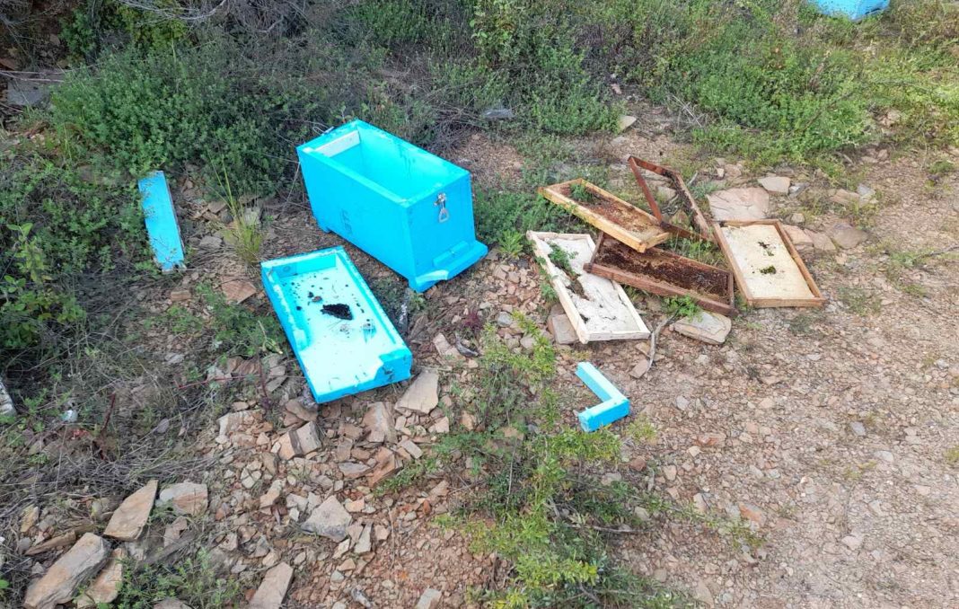 Χαλκιδική: Πεινασμένη αρκούδα έκανε έφοδο στον Πολύγυρο και κατέστρεψε ...